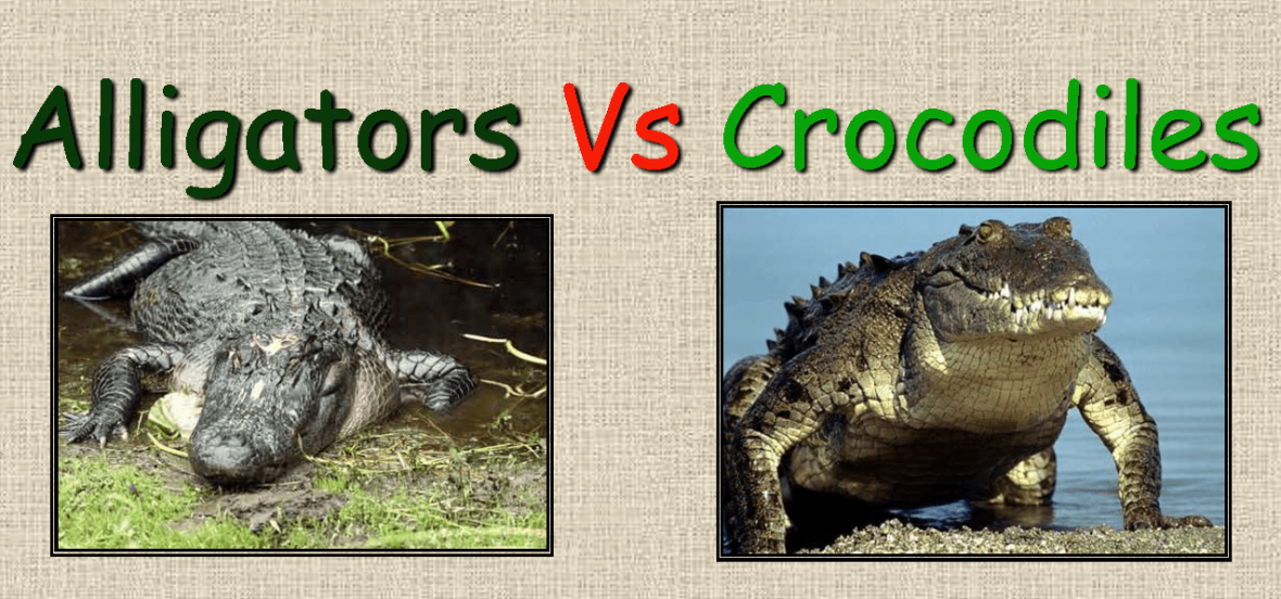 Difference between a Crocodile & an Alligator | Kidsstoppress